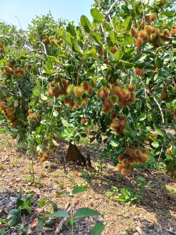 Thai Rambutan Planting Plot – Thai Organics Farm Thai Rambutan Planting Plot – Thai Organics Farm
