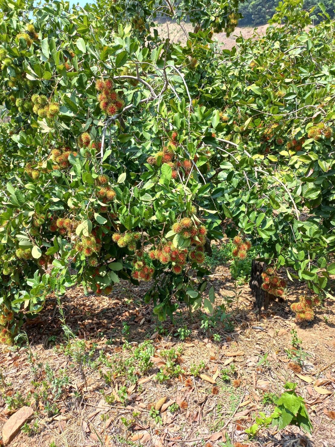 Thai Rambutan Planting Plot – Thai Organics Farm Thai Rambutan Planting Plot – Thai Organics Farm