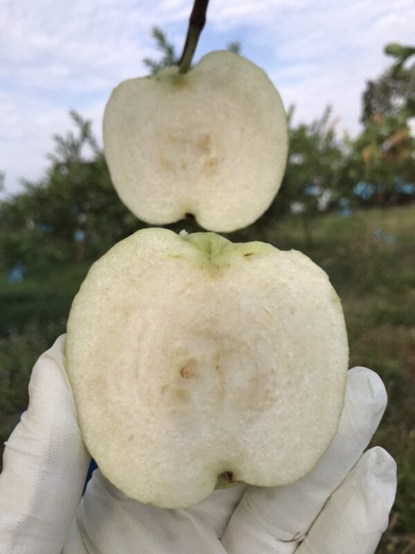 Thai Guava Planting Plot – Thai Organics Farm Thai Guava Planting Plot – Thai Organics Farm